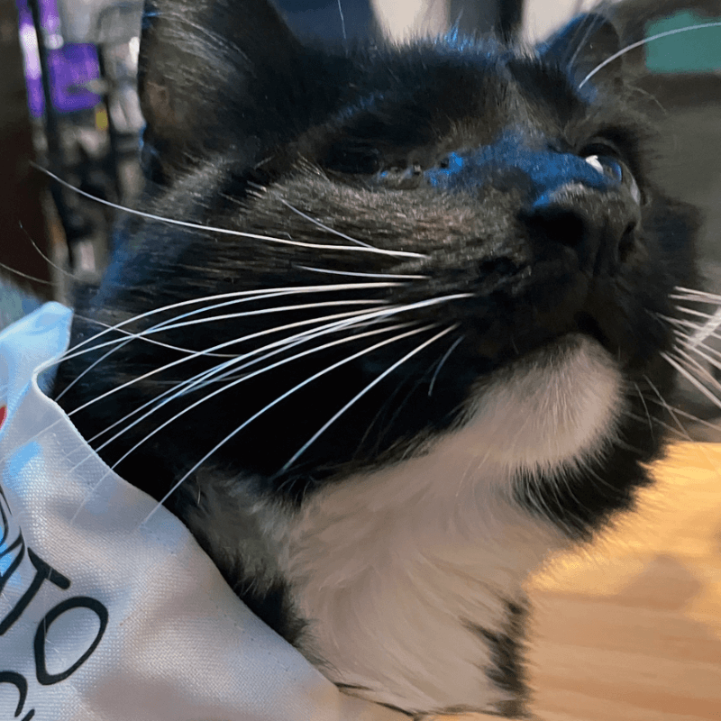 Artículos para Gatos – Sato Orgullo Patrio